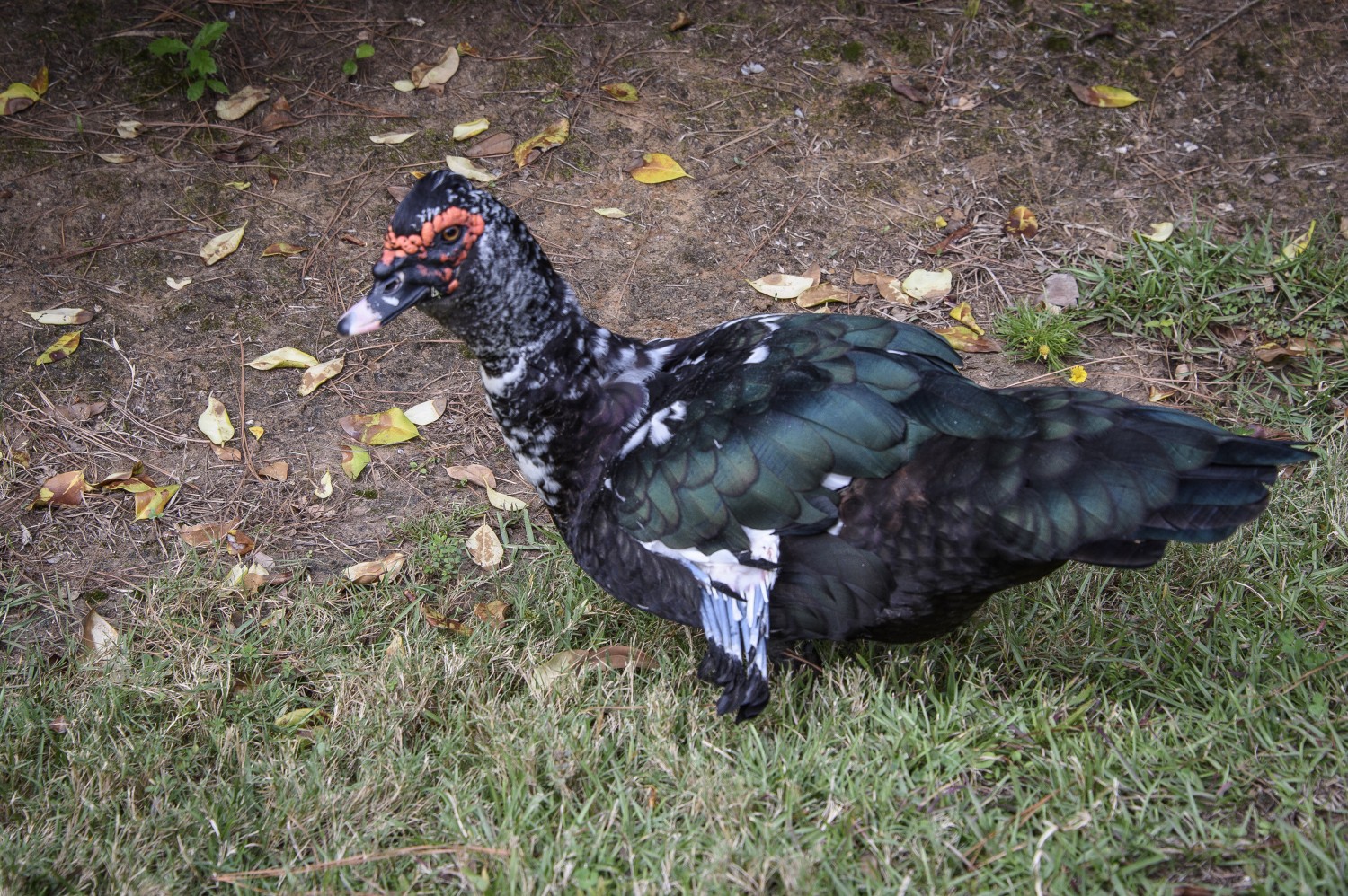 Mucking About With the Muscovy Ducks - Gary Borders