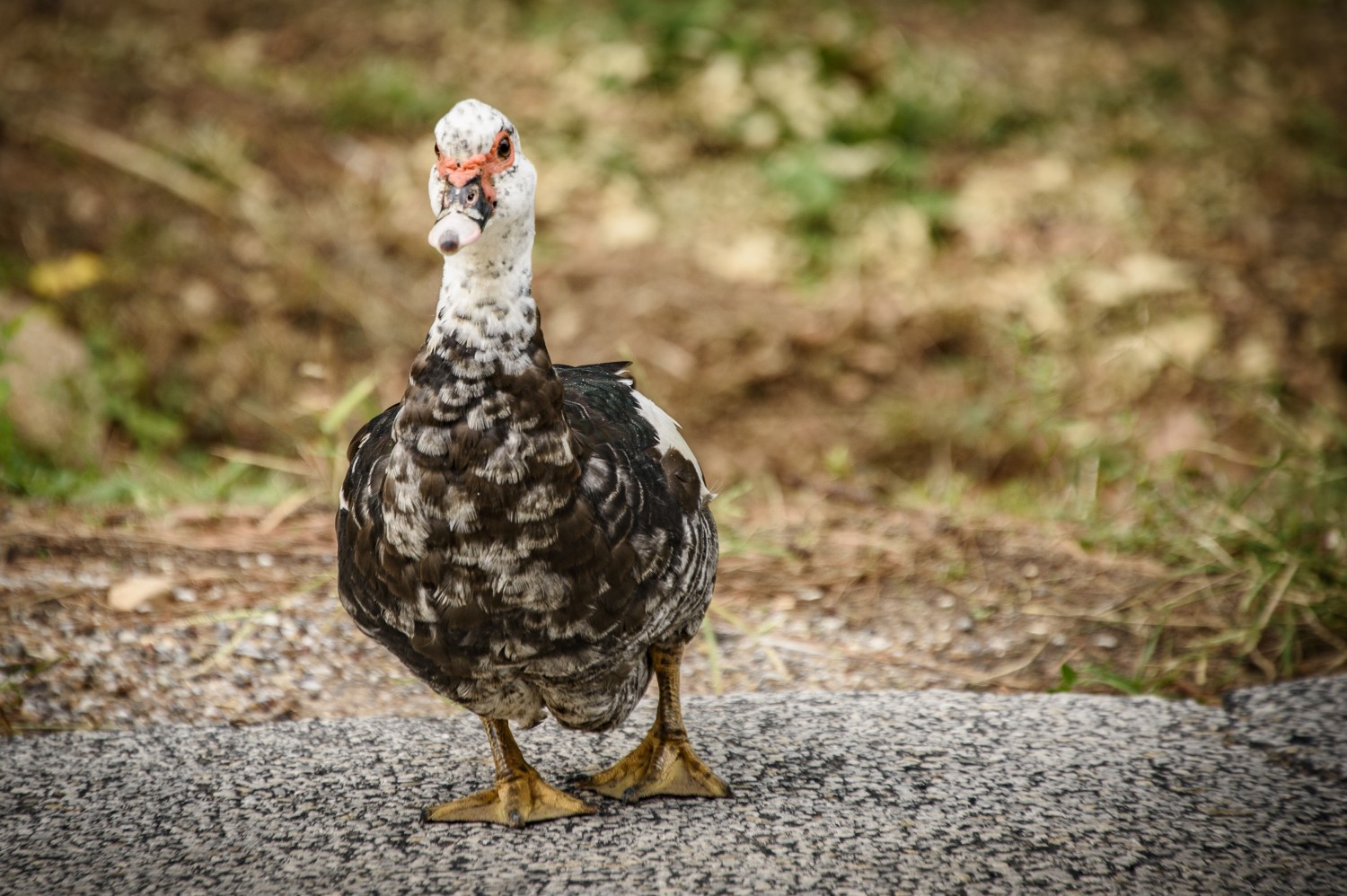 Mucking About With the Muscovy Ducks - Gary Borders