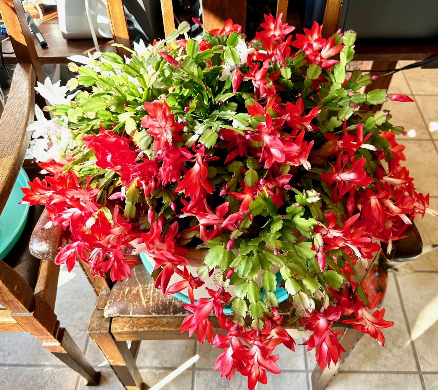 Celebrating the Christmas Cactus & Its Friends - Gary Borders