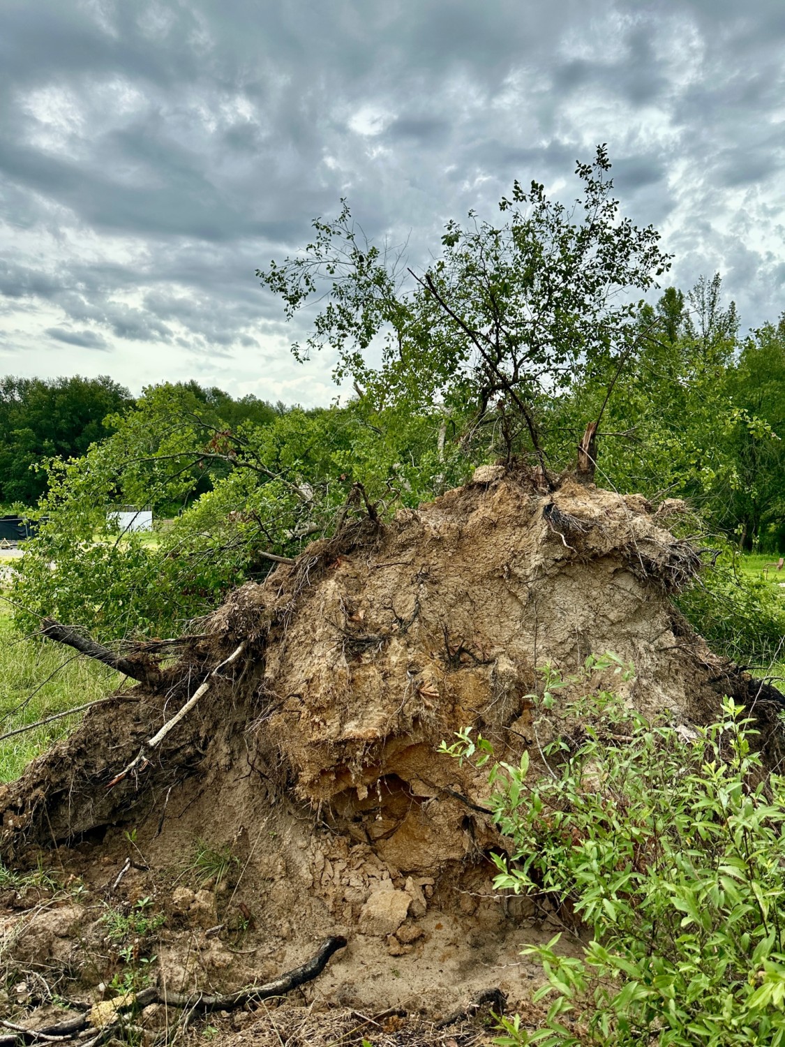 An Uprooted Tree Temporarily Changes the View - Gary Borders